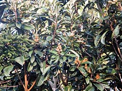 杉並の自然学/植物/ビワ